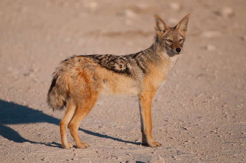 Howling Jackal stock image. Image of predator, teeth, carnivore - 604213