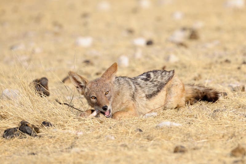 Black-backed Jackal stock image. Image of hair, mammal - 25117061