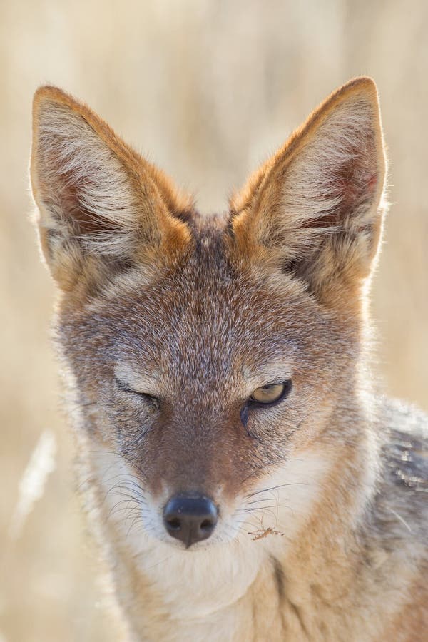 Black-backed Jackal (canis Mesomelas) Stock Image - Image of safari ...