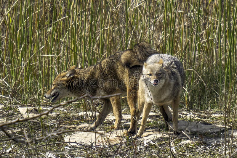 Black Backed Jackal stock image. Image of animal, grey - 264731295