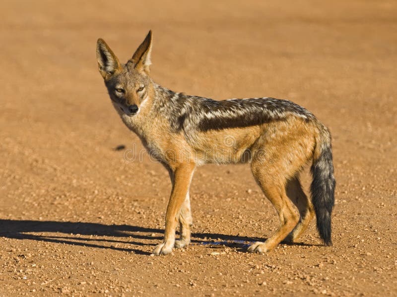 Howling Jackal stock image. Image of predator, teeth, carnivore - 604213