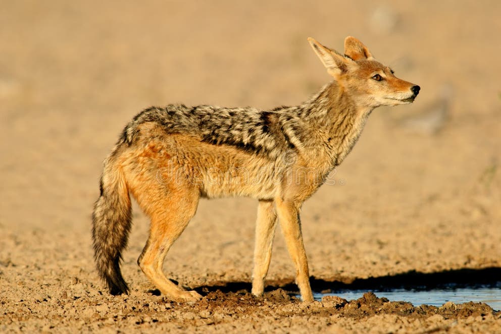 Black-backed Jackal stock photo. Image of animal, drink - 7086646