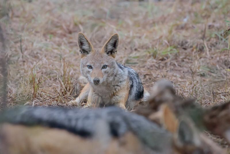 The Black-backed Jackal, Also Called the Silver-backed Jackal, is a ...