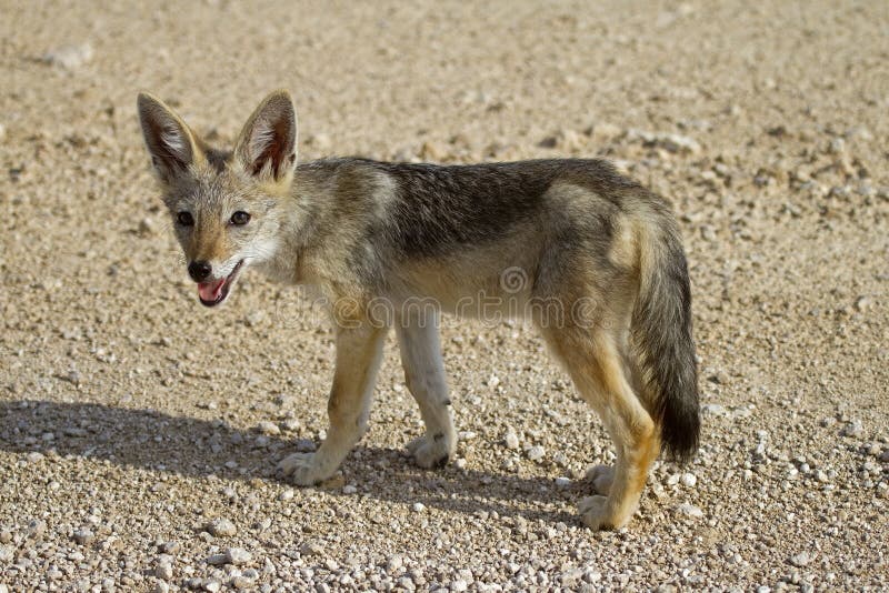 Black-backed jackal baby stock image. Image of scavenger - 18898987