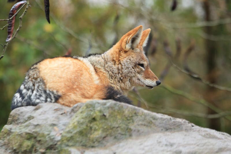 Red jackal stock photo. Image of mammal, rock, mesomelas - 36280948