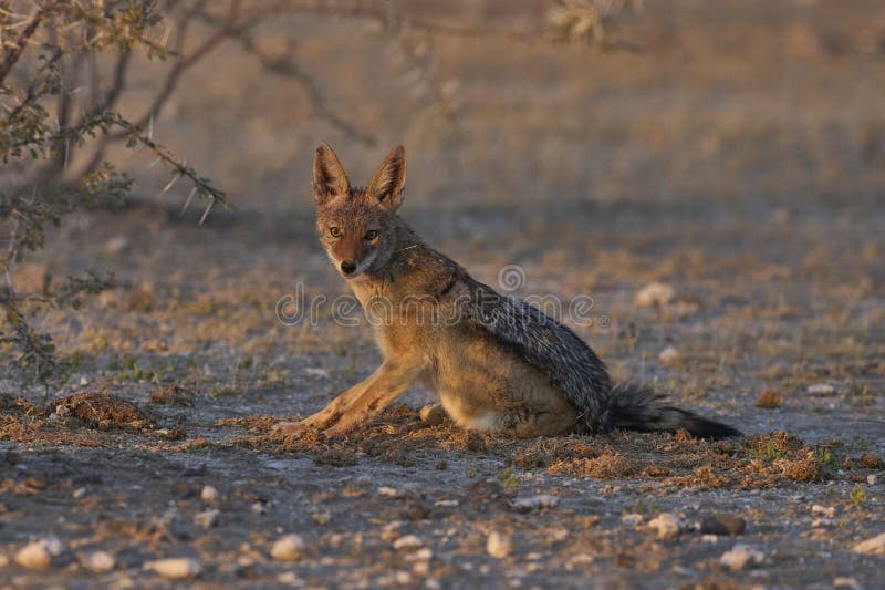 Black-backed Jackal in Etosha National Park Stock Image - Image of arid ...