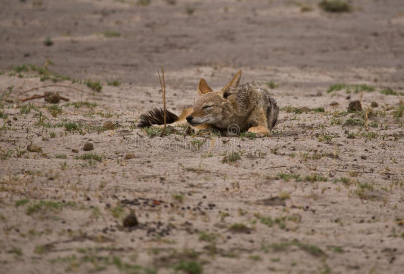 Black-backed Jackal (Canis Mesomelas) Sleeping Stock Image - Image of ...