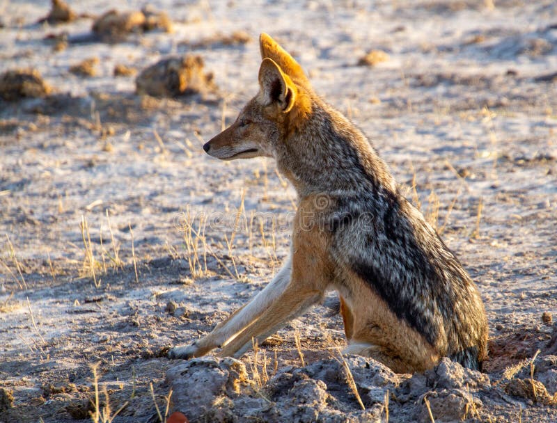 Black-backed Jackal Cooling Down in a Patch of Soil Stock Photo - Image ...