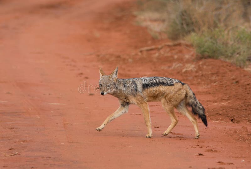Red jackal stock photo. Image of silver, canis, rock - 36280948