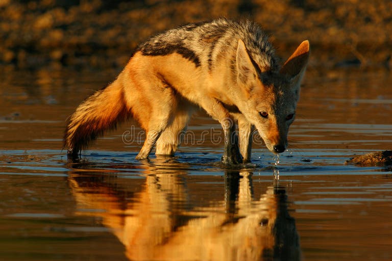 Black-backed Jackal Drinking Stock Photo - Image of mammal, drink: 596030