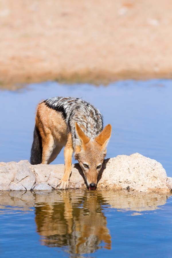 Black Backed Jackal Drinking Cool Water Stock Image - Image of pond ...