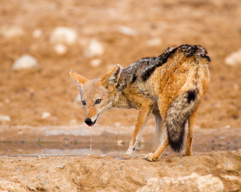 Black-backed Jackal Drinking and Dribbling Stock Photo - Image of looks ...