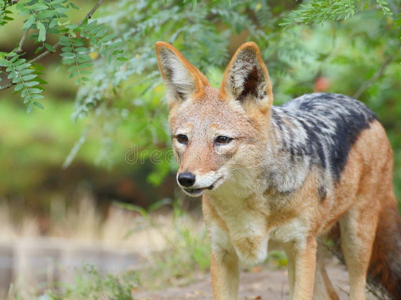 Black-backed Jackal Front Portrait Stock Image - Image of carnivore ...