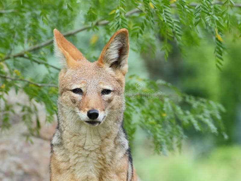 Black-backed Jackal Closeup Portrait Stock Photo - Image of camera ...