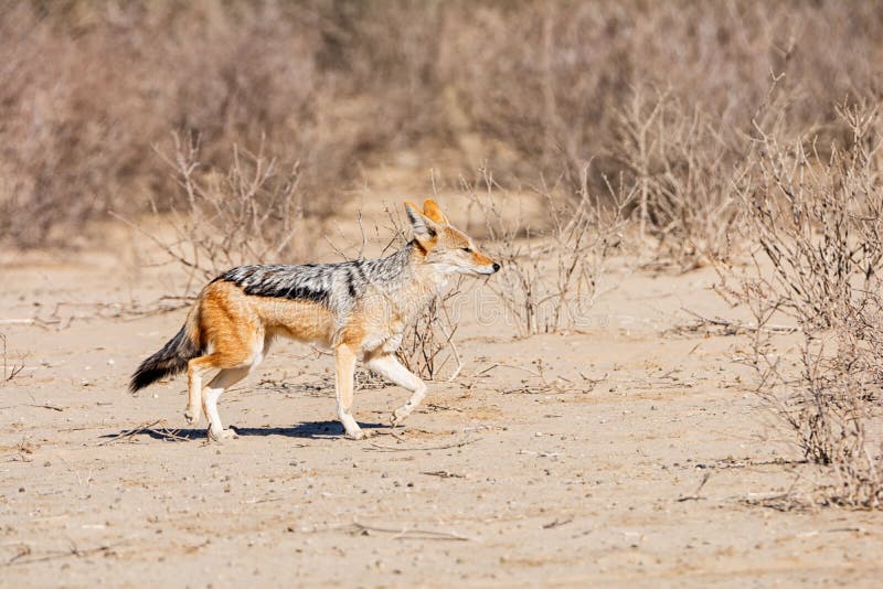 Jackal, Kalahari Desert, South Africa Stock Image - Image of african ...