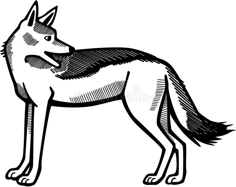 Jackal Stock Illustrations – 2,143 Jackal Stock Illustrations, Vectors ...