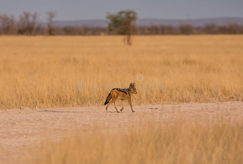 Black-backed Jackal stock photo. Image of mammal, brown - 139529182