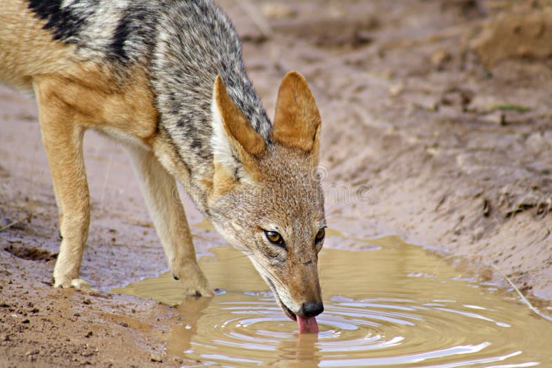 Black Backed Jackal Posing in Masai Mara Stock Image - Image of eyes ...