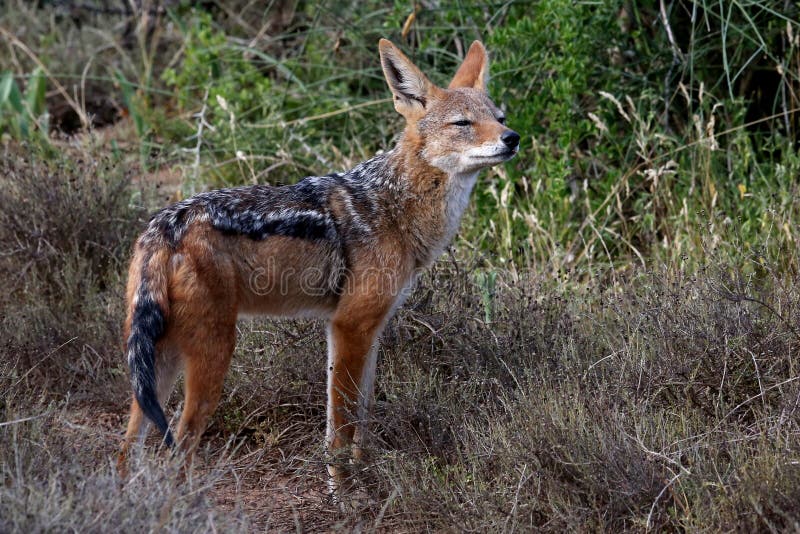 Black Backed Jackal stock photo. Image of predator, alert - 37022876