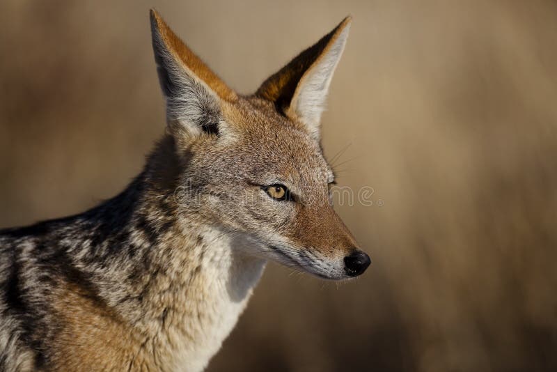 Black-backed Jackal Profile Stock Image - Image of savanna, predator ...