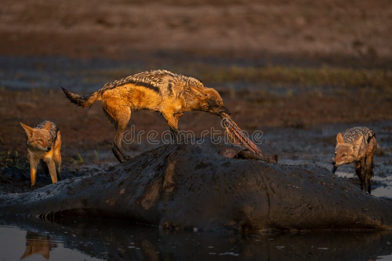 Black-backed Jackal Pulls Innards from Dead Giraffe Stock Image - Image ...