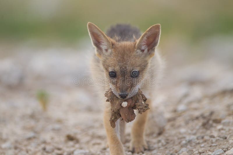 Black backed jackal puppy stock photo. Image of savage - 175094520