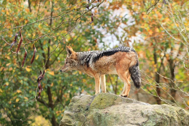 Red jackal stock photo. Image of mammal, rock, mesomelas - 36280948