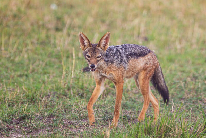 Running jackal stock photo. Image of jackals, african - 1304706
