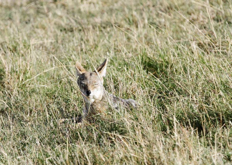 A Black Backed Jackal Sleeping Stock Image - Image of savanna, mammalia ...