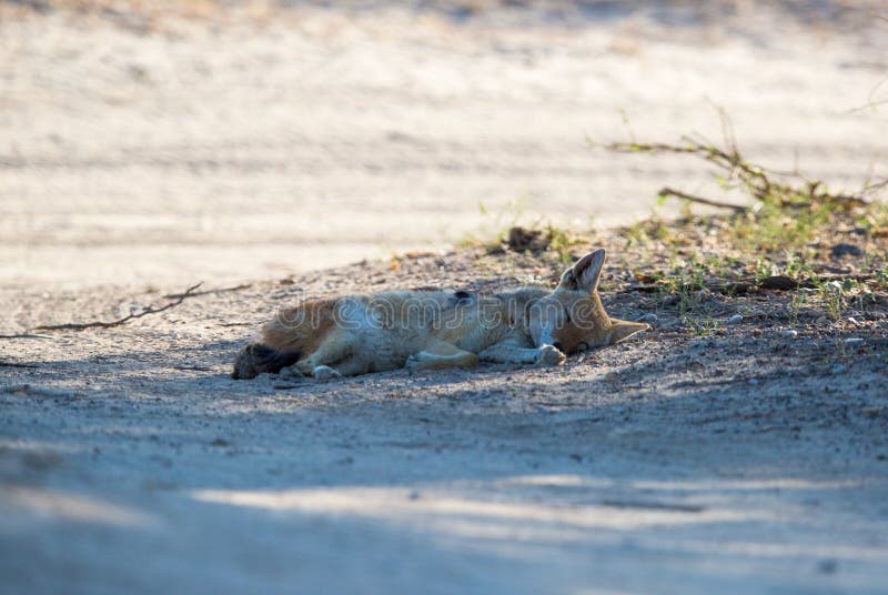 Black-backed Jackal Sleeping Stock Image - Image of shade, carnivore ...