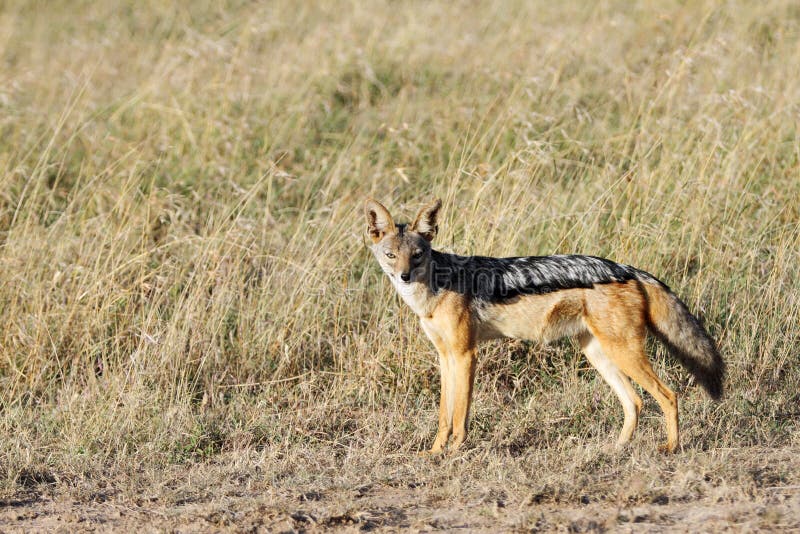 A black backed Jackal stock image. Image of africa, barren - 37502081