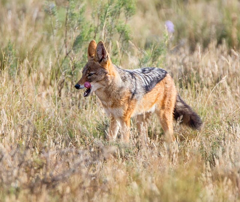 Black-backed Jackal stock photo. Image of scavenger, carnivore - 86288310