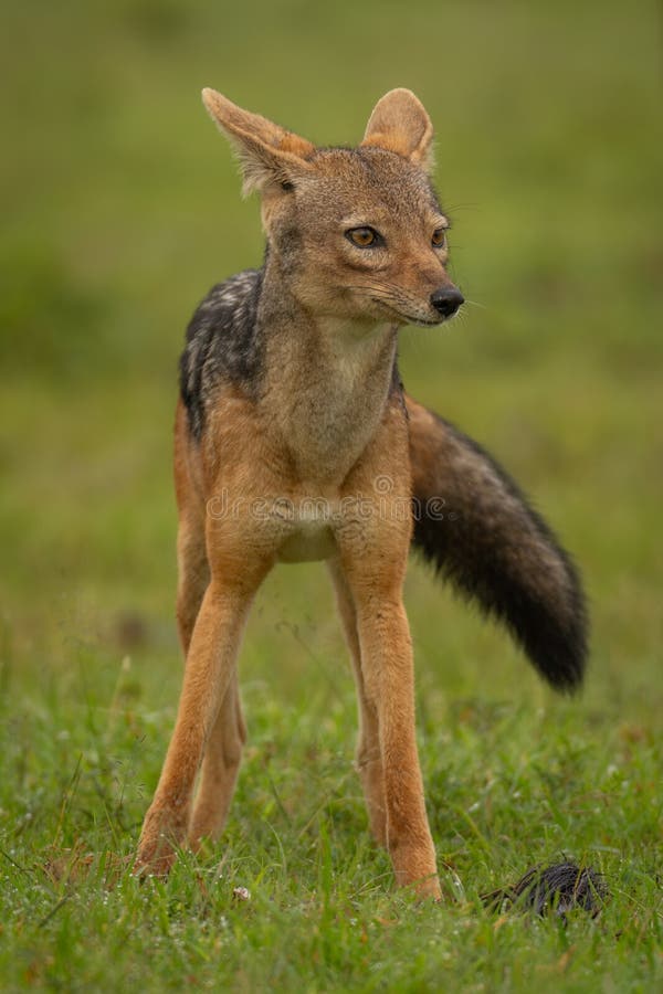 Black-backed Jackal Stands on Grass Facing Camera Stock Image - Image ...