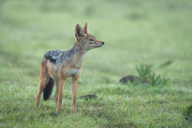 Black-backed Jackal Stands Looking Up in Grass Stock Image - Image of ...