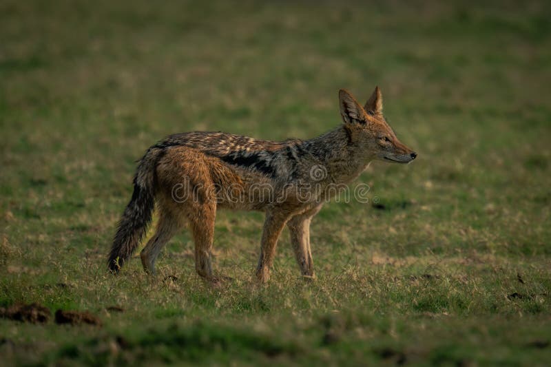 Black-backed Jackal Stands in Profile on Grass Stock Photo - Image of ...