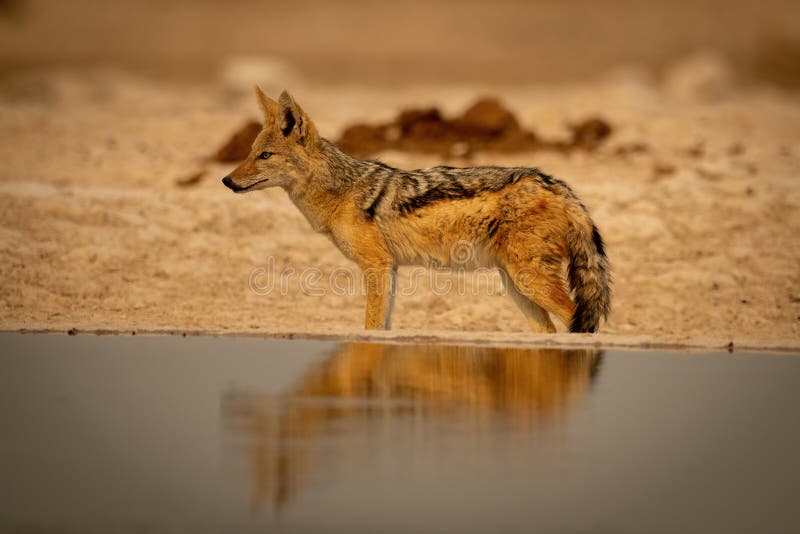 Black-backed Jackal Stands in Profile by Waterhole Stock Image - Image ...