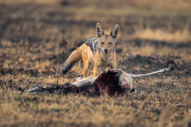 Black-backed Jackal Stands Watching Camera with Kill Stock Image ...