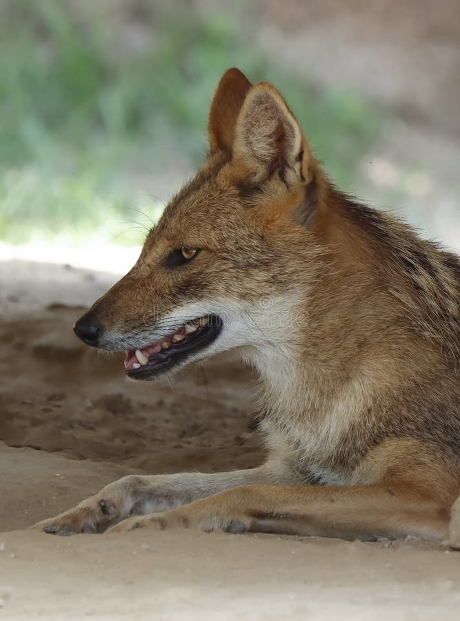 Black Backed Jackal Staring Towards the Camera, Silver Backed Jackal ...