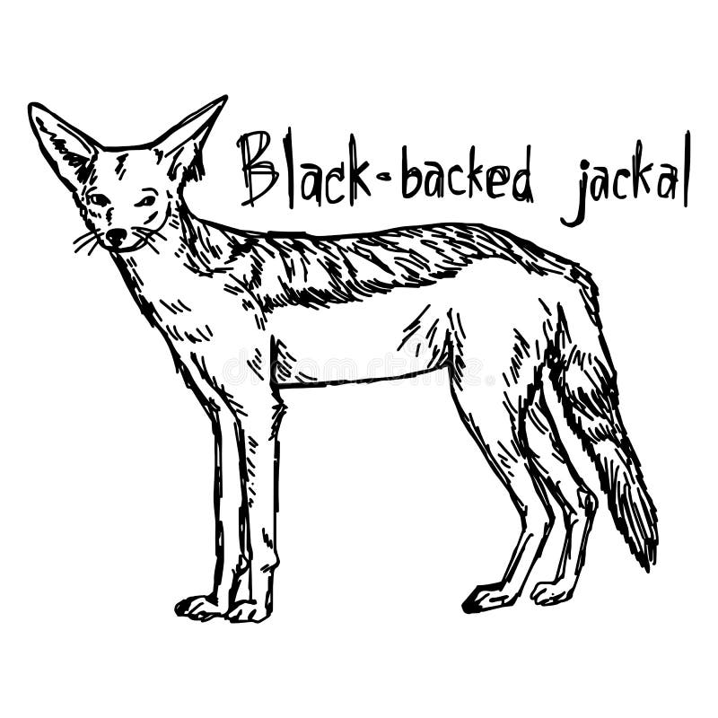 Black Backed Jackal Illustration Stock Illustrations – 28 Black Backed ...