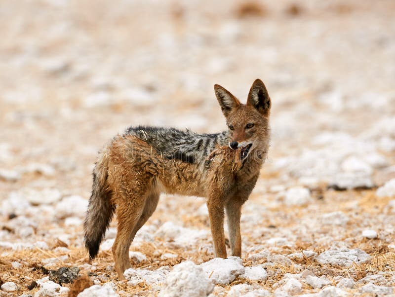 Black backed jackal stock image. Image of nature, namibia - 84409573