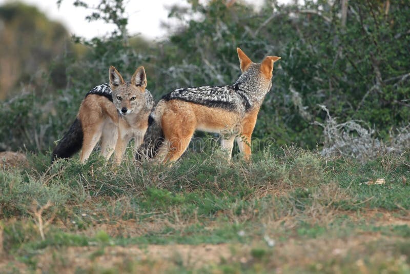 Black Backed Jackals stock photo. Image of predator, anubis - 15445732