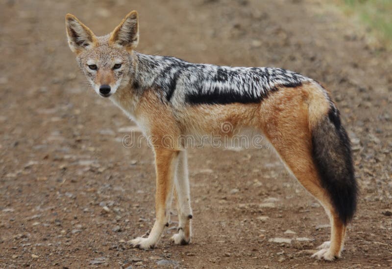 Black-backed Jackel stock photo. Image of backed, jackel - 13393058