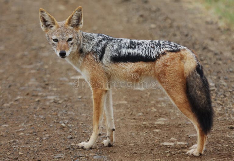 Black-backed Jackel stock photo. Image of backed, jackel - 13393058