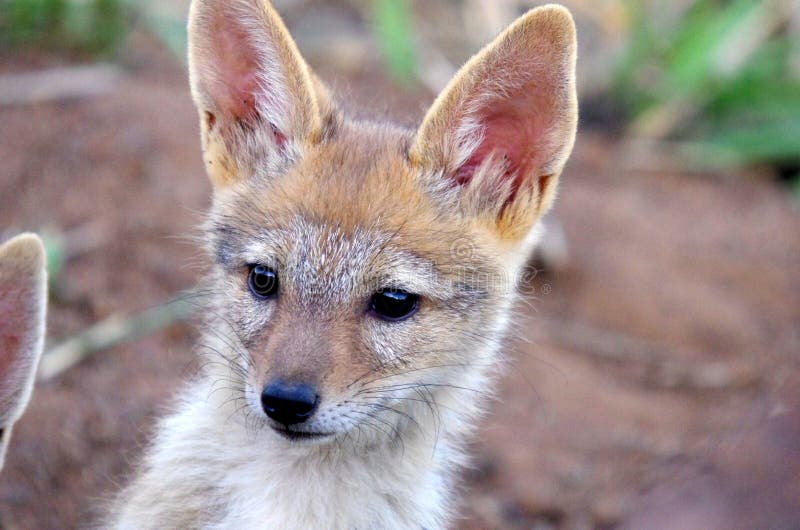 Black backed jakal stock image. Image of young, black - 36392847