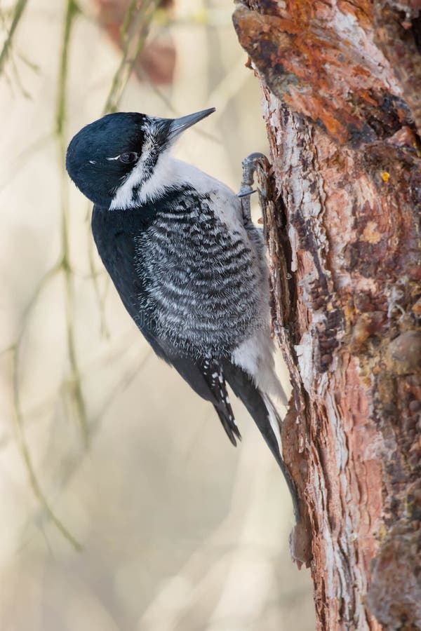 Black-backed Woodpecker - Picoides Arcticus Stock Photo - Image of ...