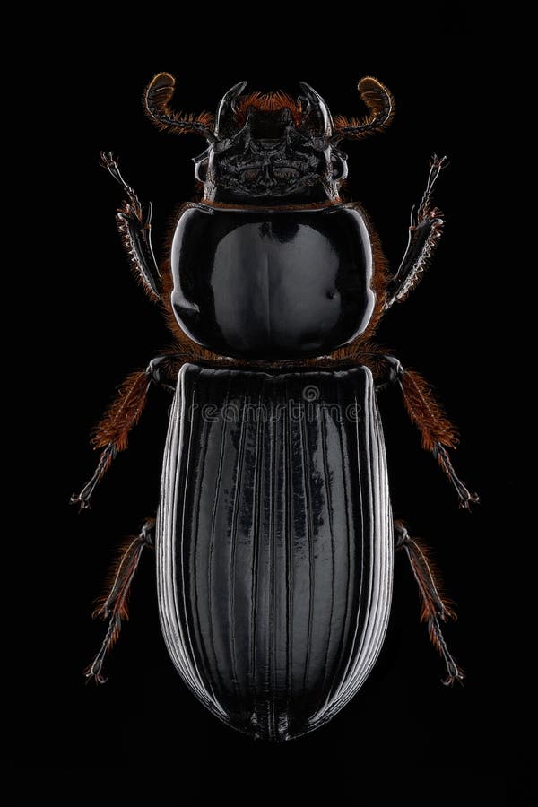 Black Background Bettle Features Stock Image - Image of animal, wing ...