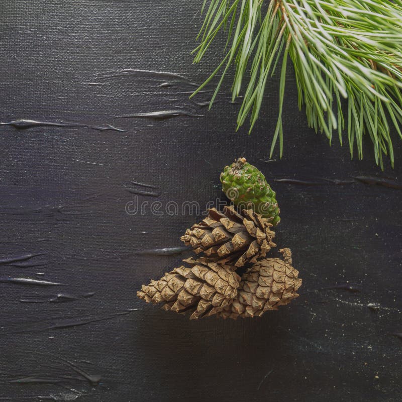 A Black Background with a Pine Motif Stock Photo - Image of flora ...