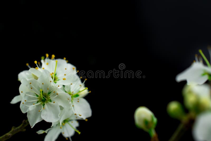 Spring Withe Flowers on Branch. Plum Tree Stock Photo - Image of branch ...