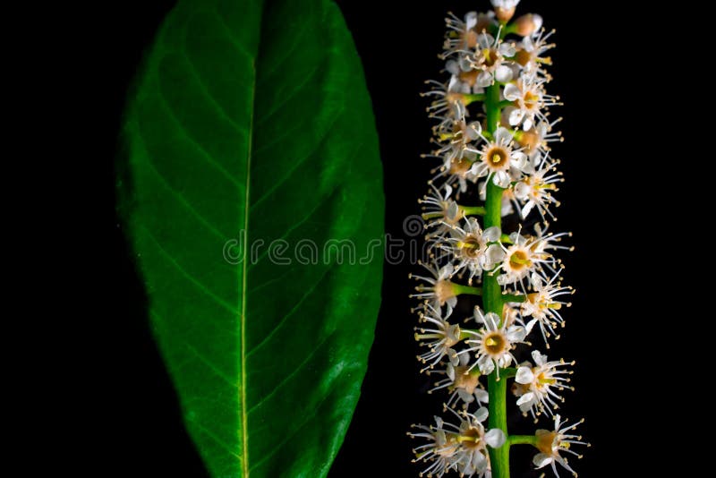 Spring Withe Flowers on Branch. Plum Tree Stock Photo - Image of branch ...