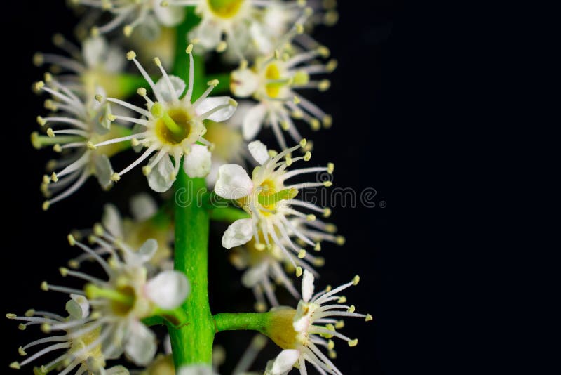 Black Background Spring Withe Flowers on Branch. Plum Tree Stock Image ...